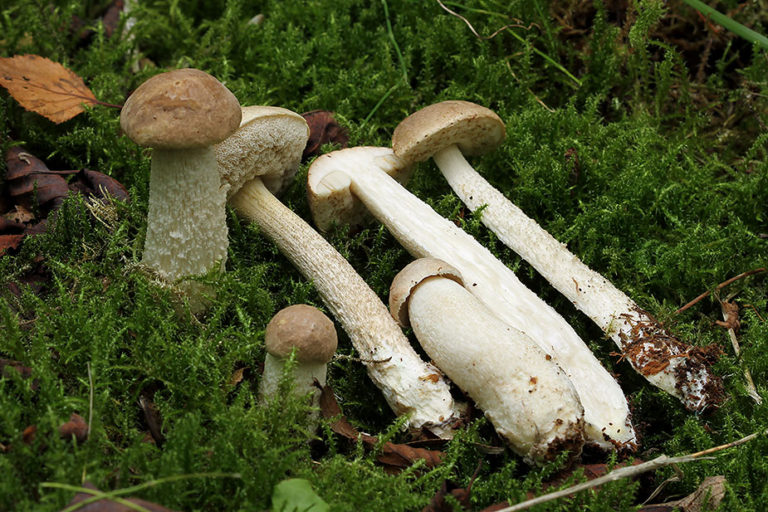 Boletus + (Rørhatte) | Danske Svampe